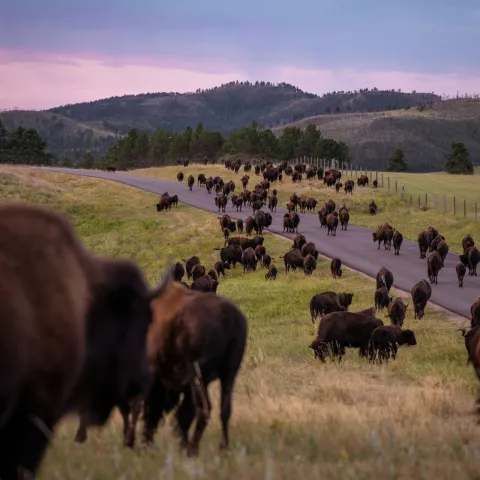 Wildlife Loop State Scenic Byway | Travel South Dakota